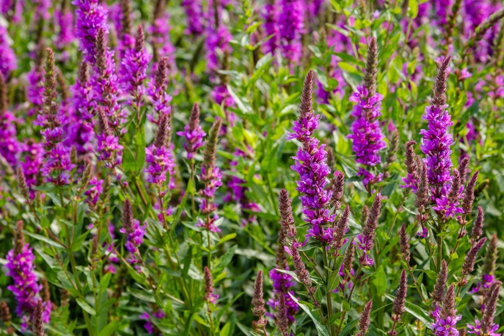 Lythrum salicaria - Purple Loosestrife - 200 Seeds