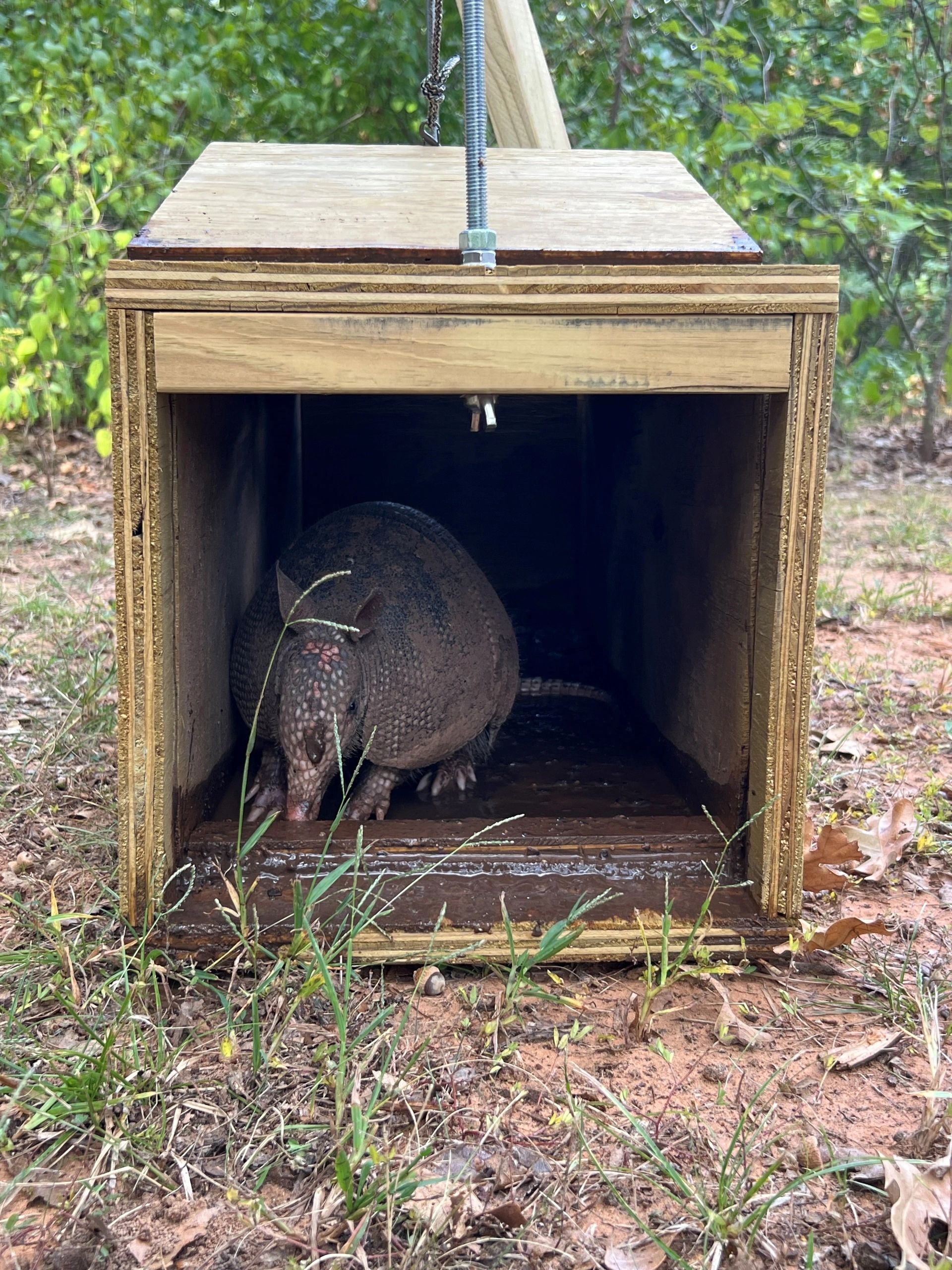 Expert Armadillo Removal Services Near You