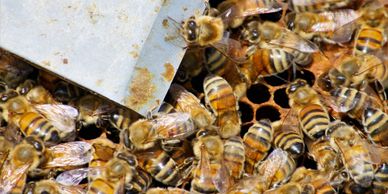 BEES | Beekeeping Bliss