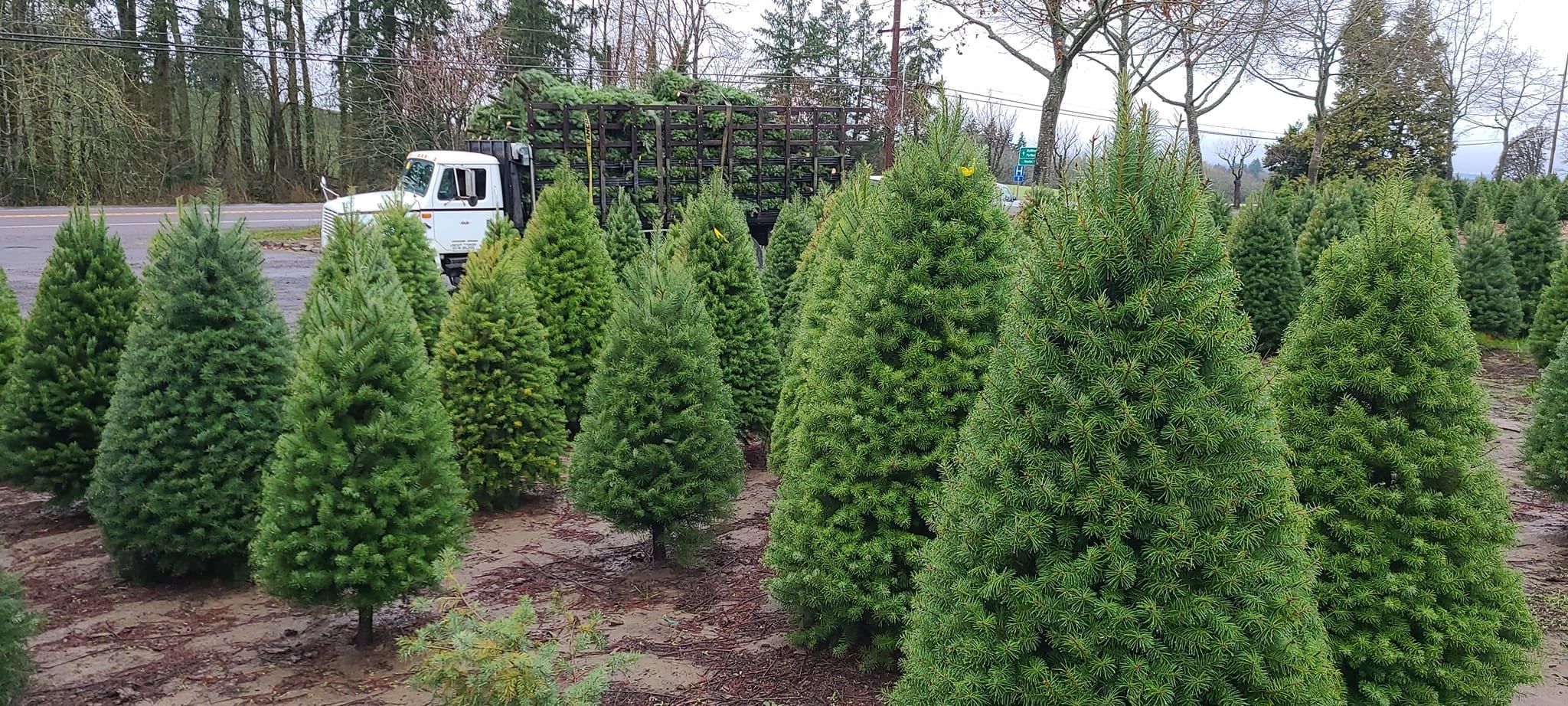Oro Evergreens Noble fir Boughs Wreaths