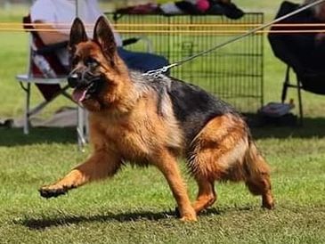 Our Dogs | Lozani German Shepherds