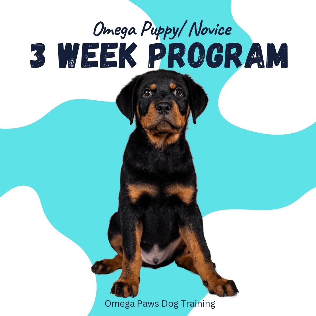 Omega Puppy/ Novice 3 Week Board and Train