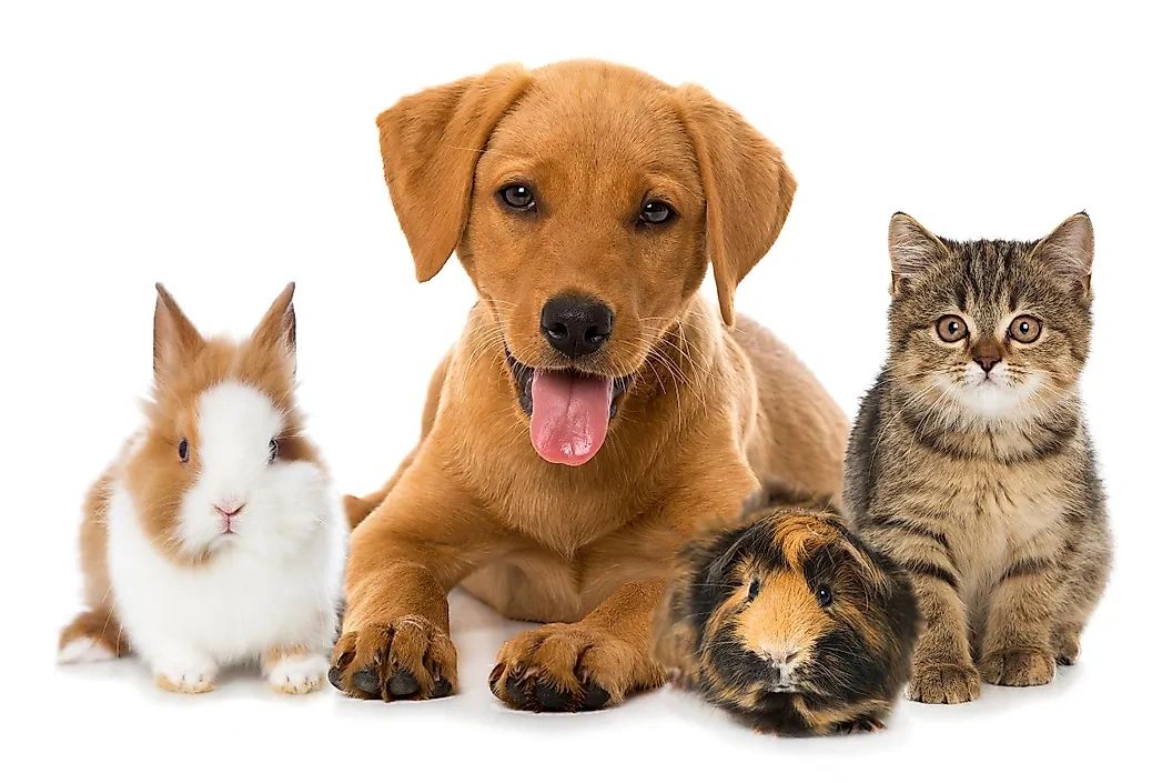 Nano Pet Vet