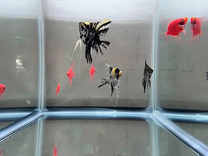 Tropical Fish Store We Sell Tetra Goldfish - Empire Pet Fish