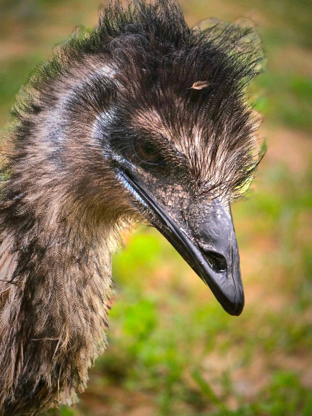 Emu Breeder, Emu Chicks for Sale, Emu for Sale - Morning Glory Ranch ...