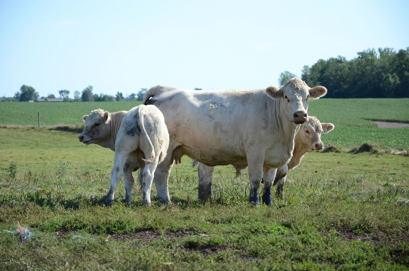 Miller Land & Livestock Ltd.