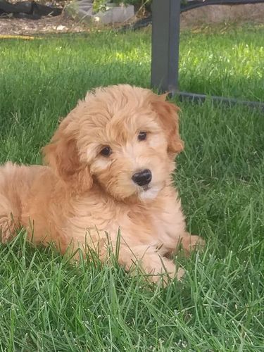 FreedomValley - Puppies, Goldendoodles, German Shepherds