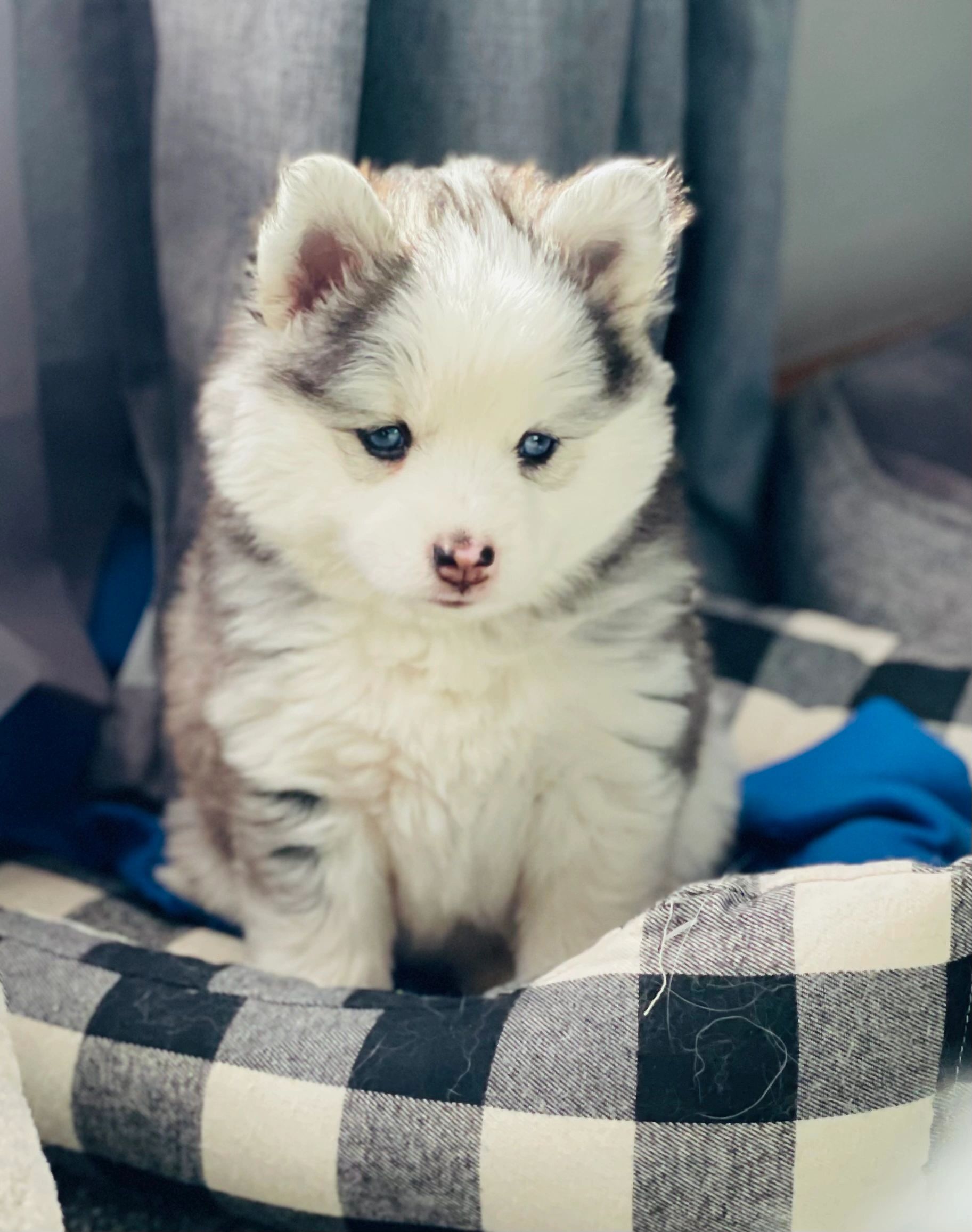 Pomsky Acres - Pomsky Puppy, Breeder, Puppies for Sale