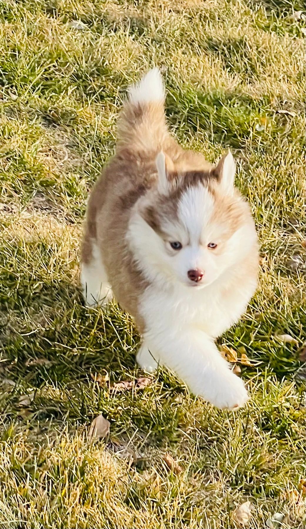 Pomsky Acres - Pomsky Puppy, Breeder, Puppies for Sale
