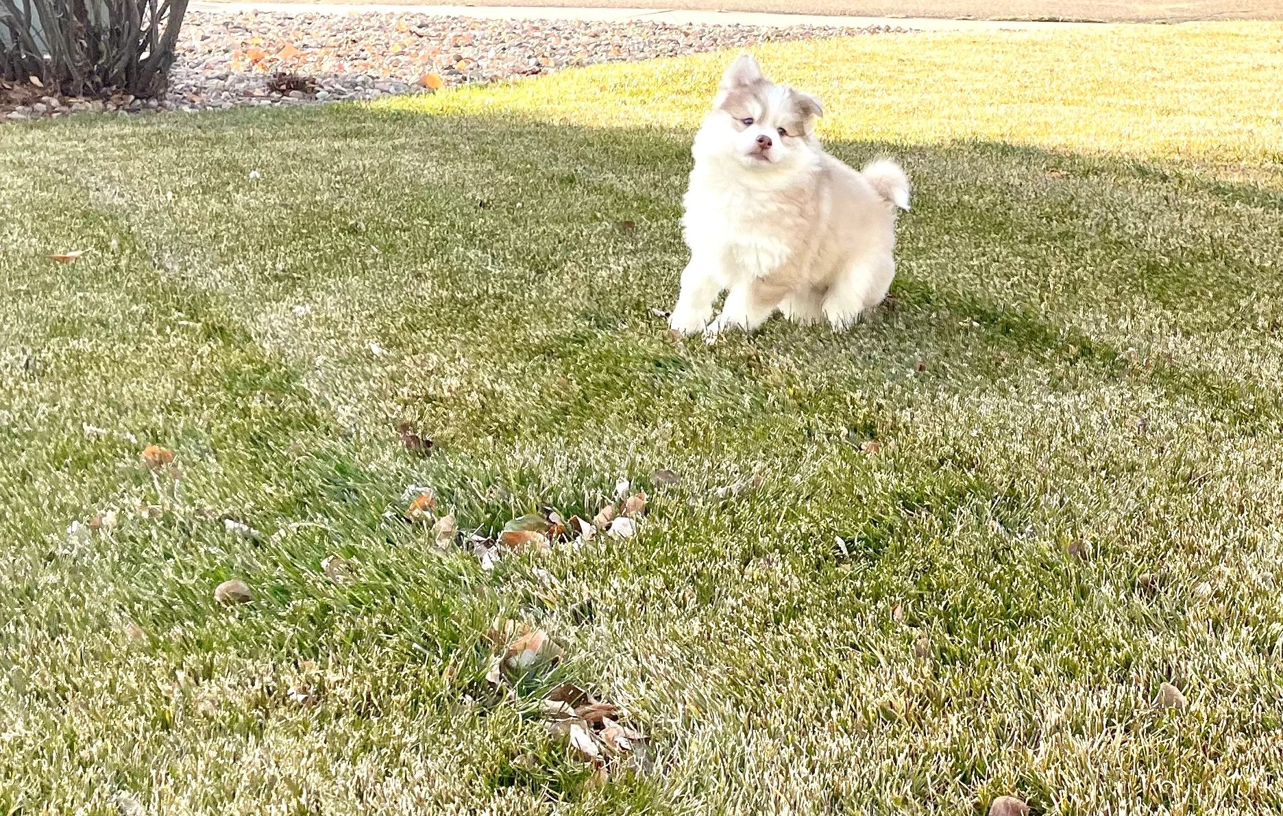 Pomsky Acres - Pomsky Puppy, Breeder, Puppies for Sale