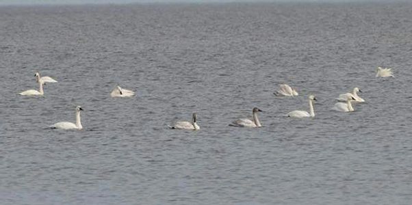 Swan Hunts | Fourth Generation Outfitters