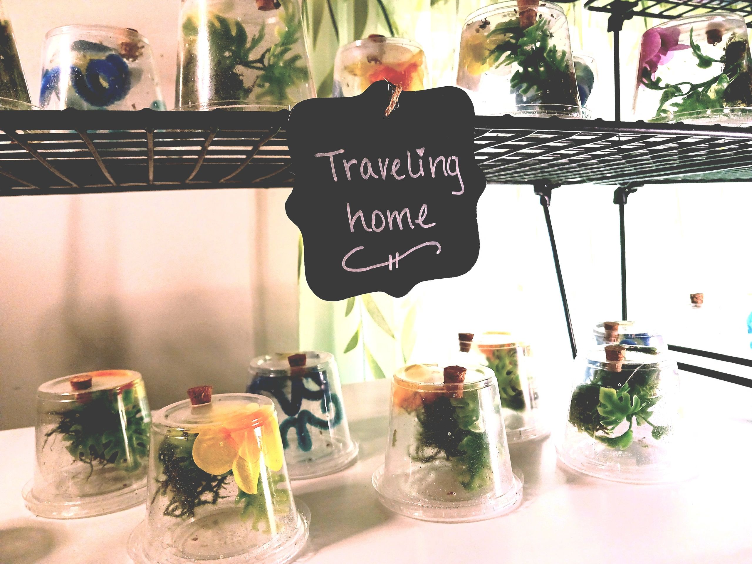 Spoodville Jumping Spider For Sale|Captive Bred Jumping Spiders For ...