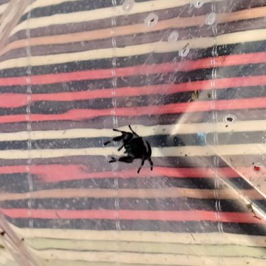 Jumping Spider Care & Life Cycle