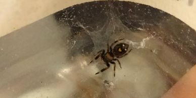 Jumping Spider Care & Life Cycle