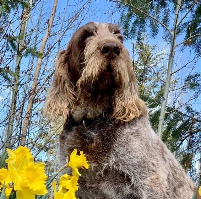 Mountain Valley Spinone - Spinone Puppy, Spinone Stud, Italian Spinone