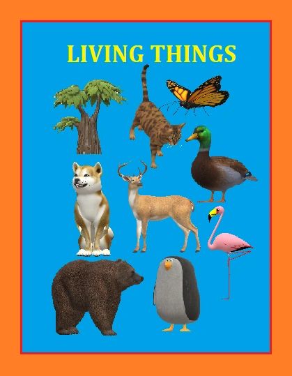 Year 1 Science Lesson Plan Introduction to Living Things
