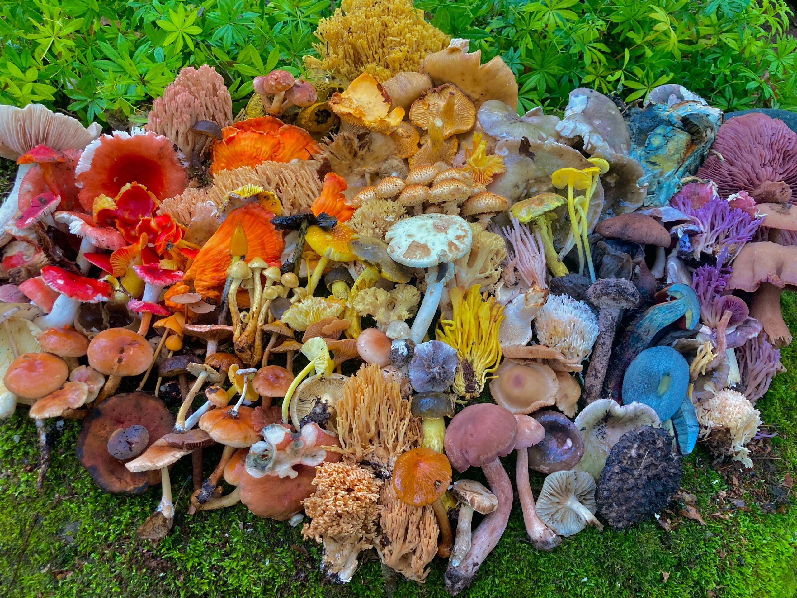 Wisconsin Edible Mushroom Guide Wisconsin Mushrooms | Facebook