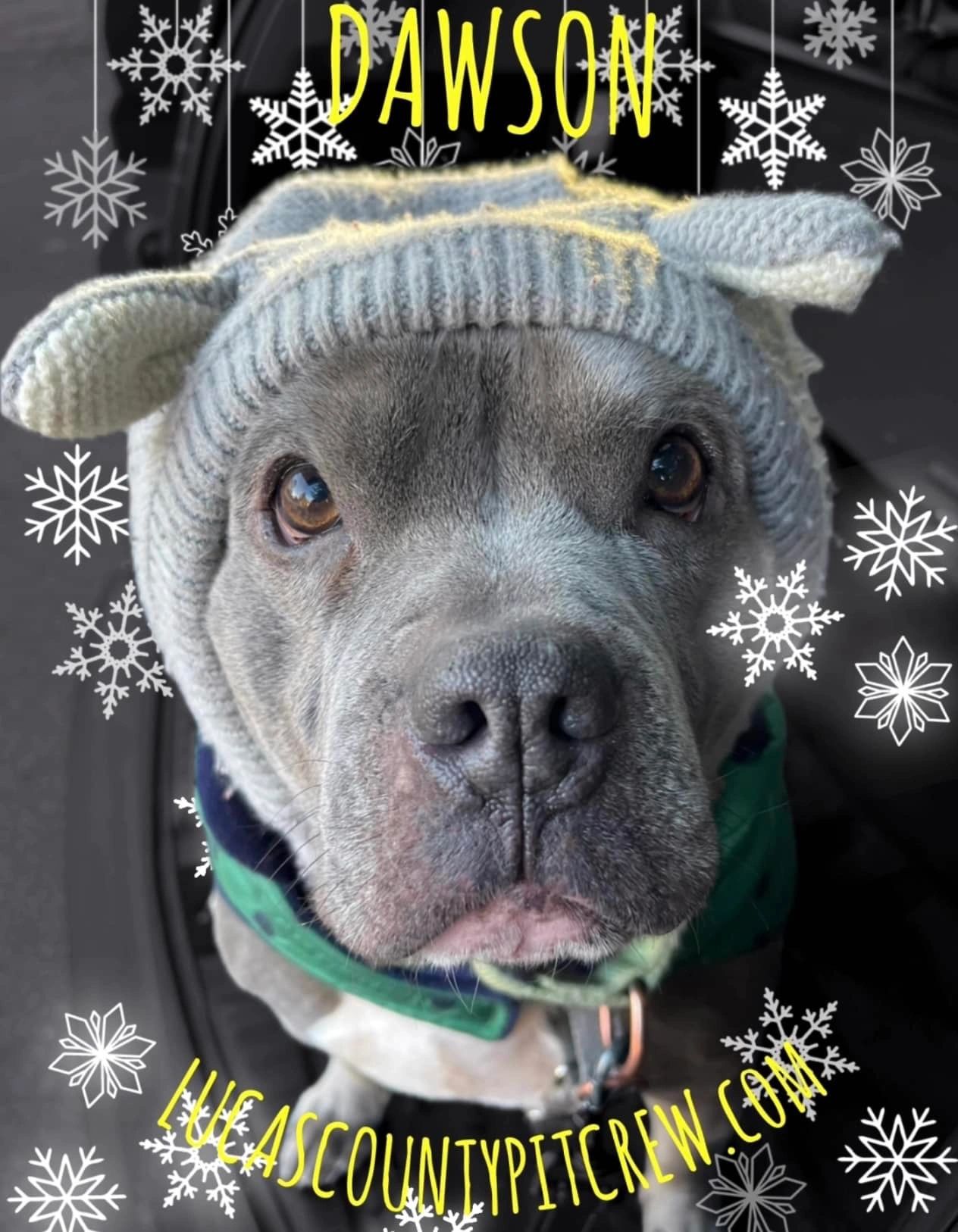 Lucas County Pit Crew - Adopt a Dog - Toledo, Ohio