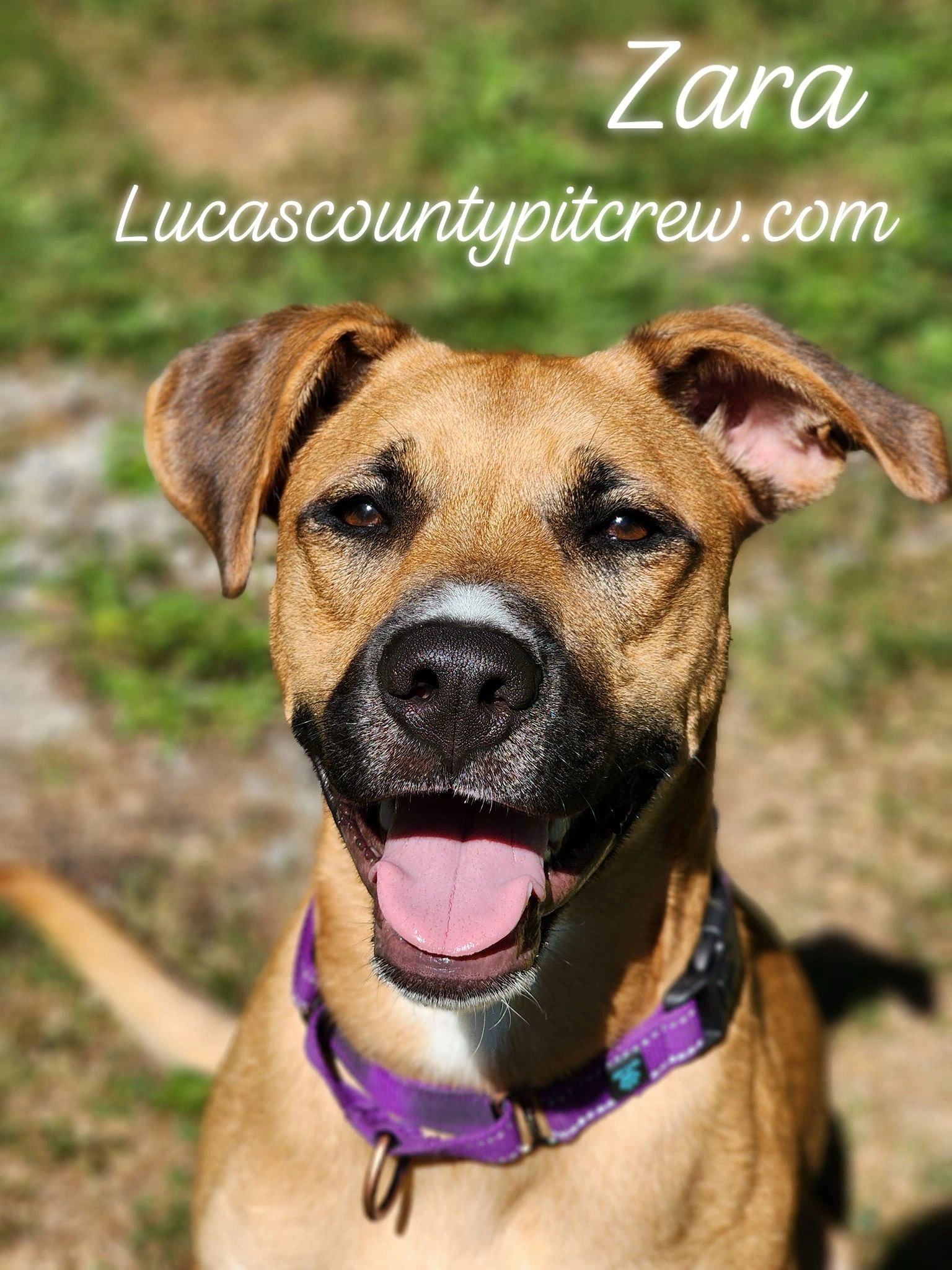 Lucas County Pit Crew - Adopt a Dog - Toledo, Ohio