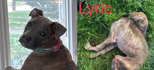 Lucas County Pit Crew - Adopt a Dog - Toledo, Ohio