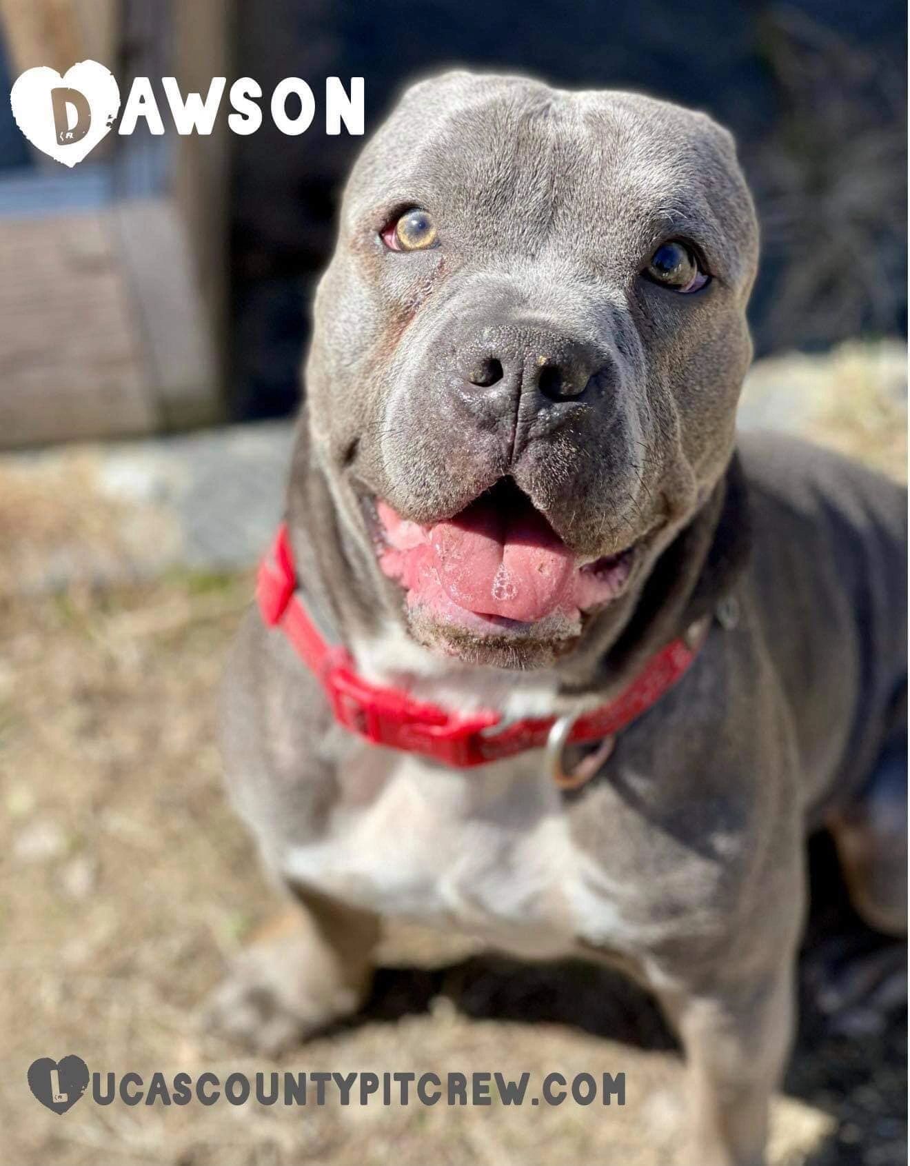 Lucas County Pit Crew - Adopt a Dog - Toledo, Ohio