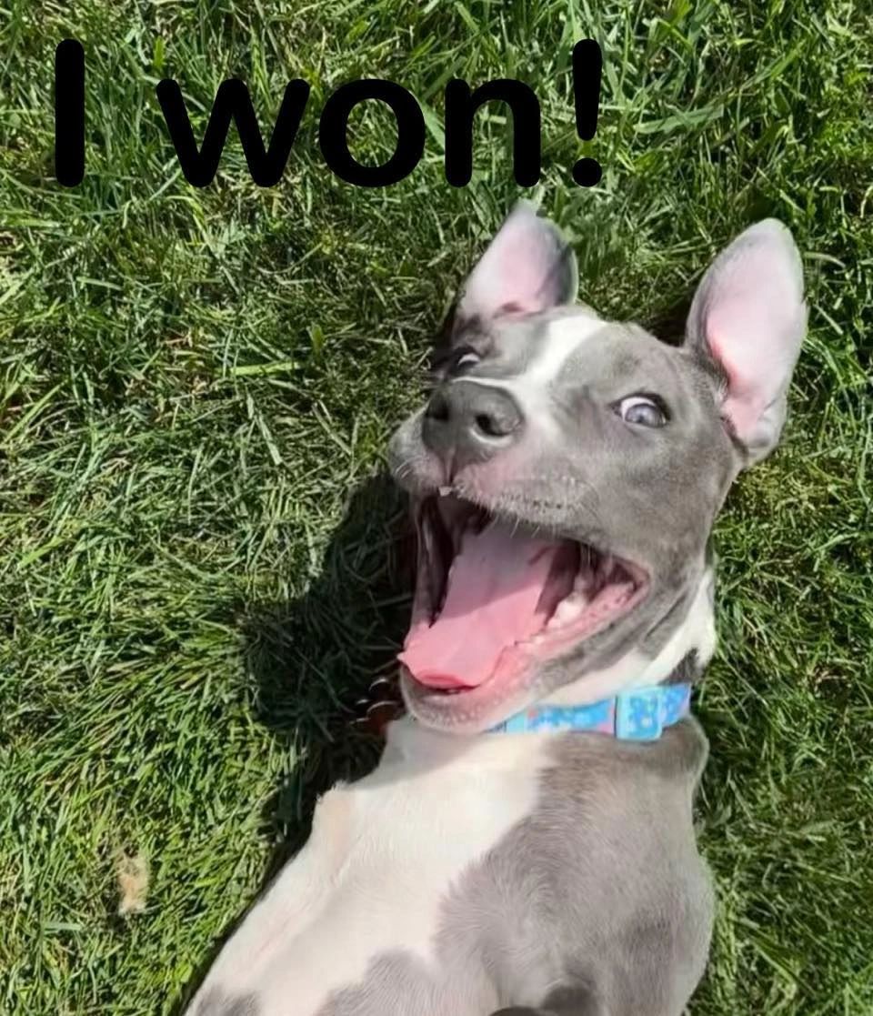 Lucas County Pit Crew Adopt A Dog Toledo Ohio Lucas County Pit Crew Adopt A Dog Toledo Ohio