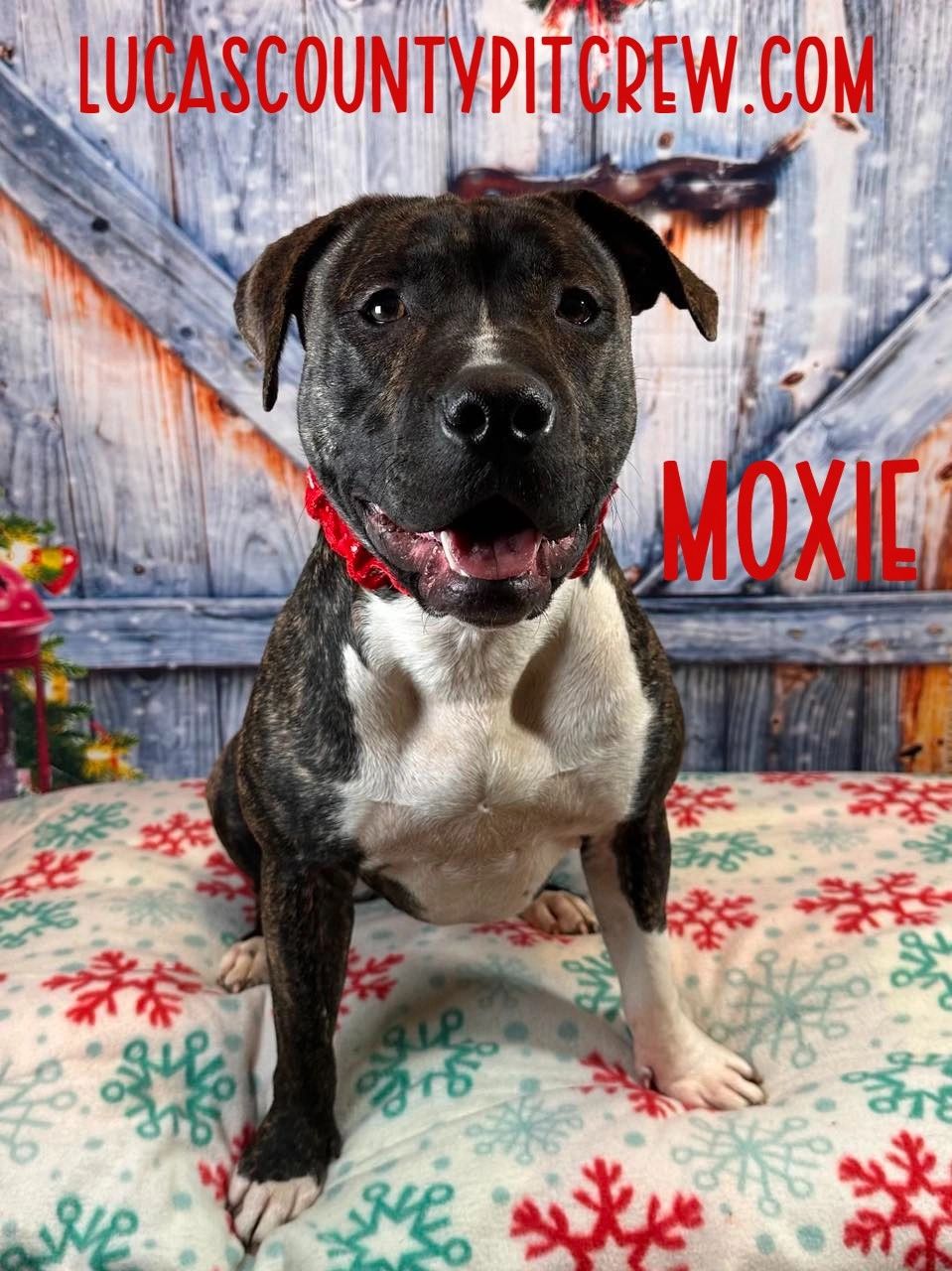 Lucas County Pit Crew - Adopt a Dog - Toledo, Ohio