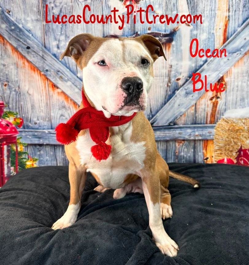 Lucas County Pit Crew - Adopt a Dog - Toledo, Ohio