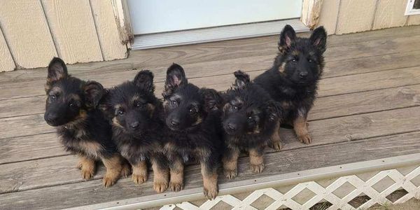 German Shepherd Puppies for Sale | Dillon's Den