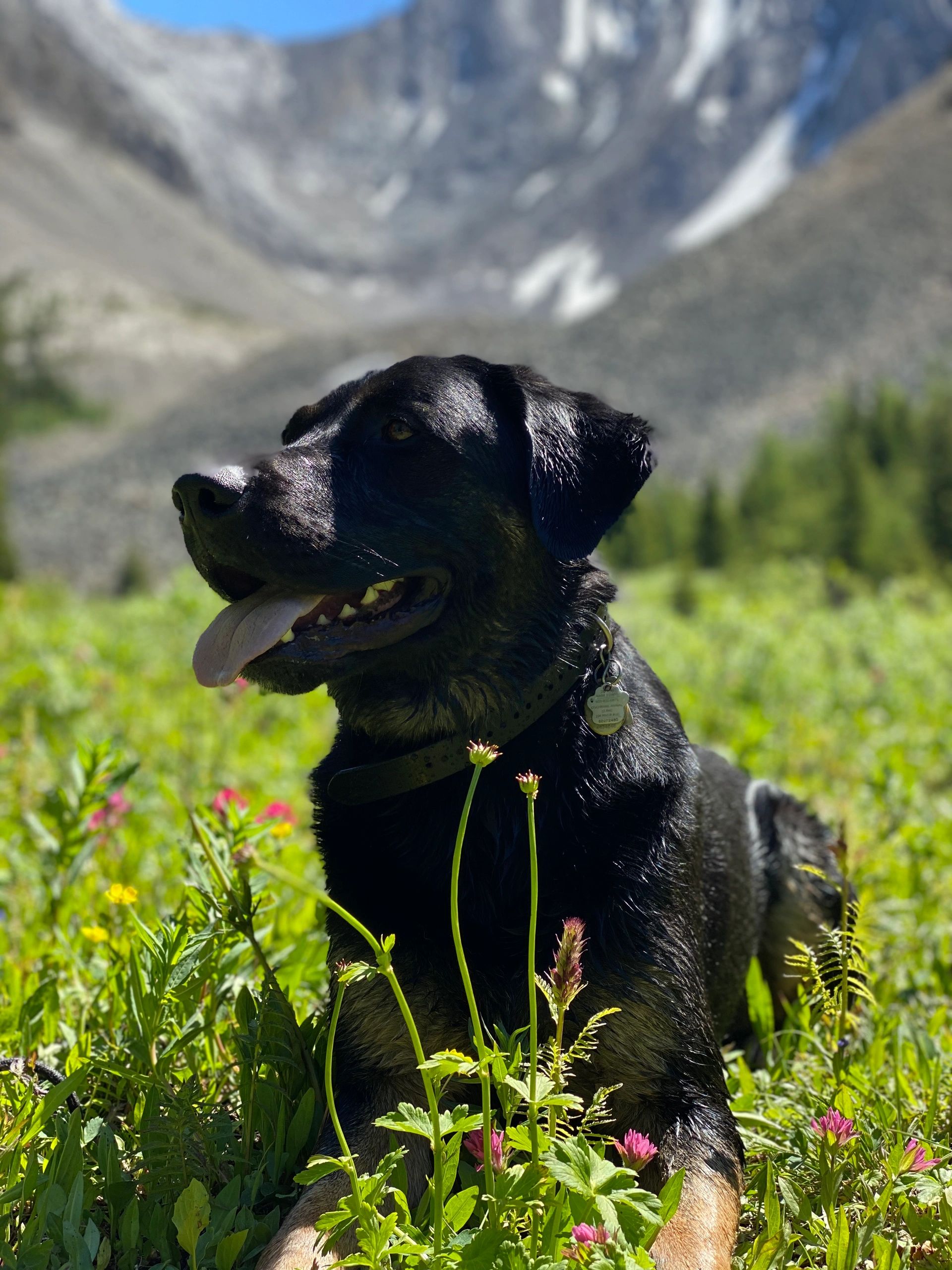 D.O.G