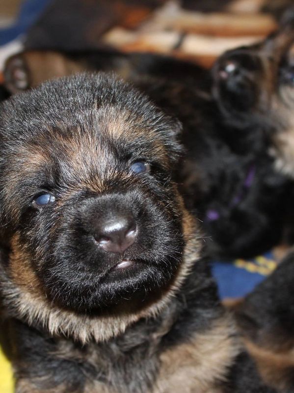 Littlecreekgsd - German Shepherds, Puppies