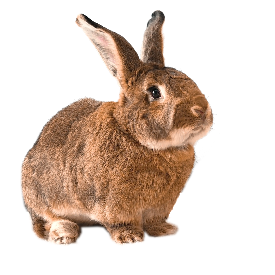 Tom the Giant Rabbit