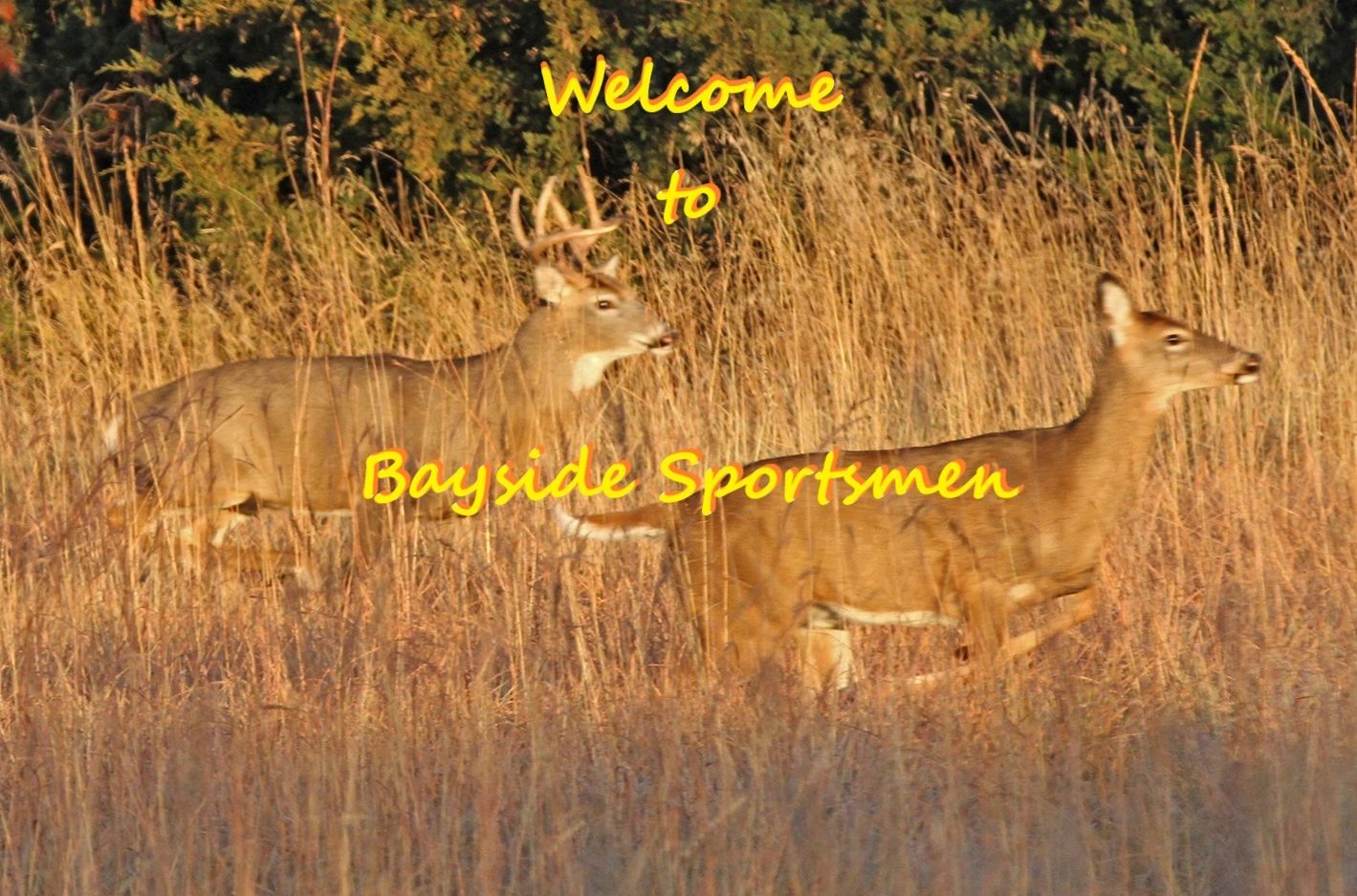 Bayside Hunt Club