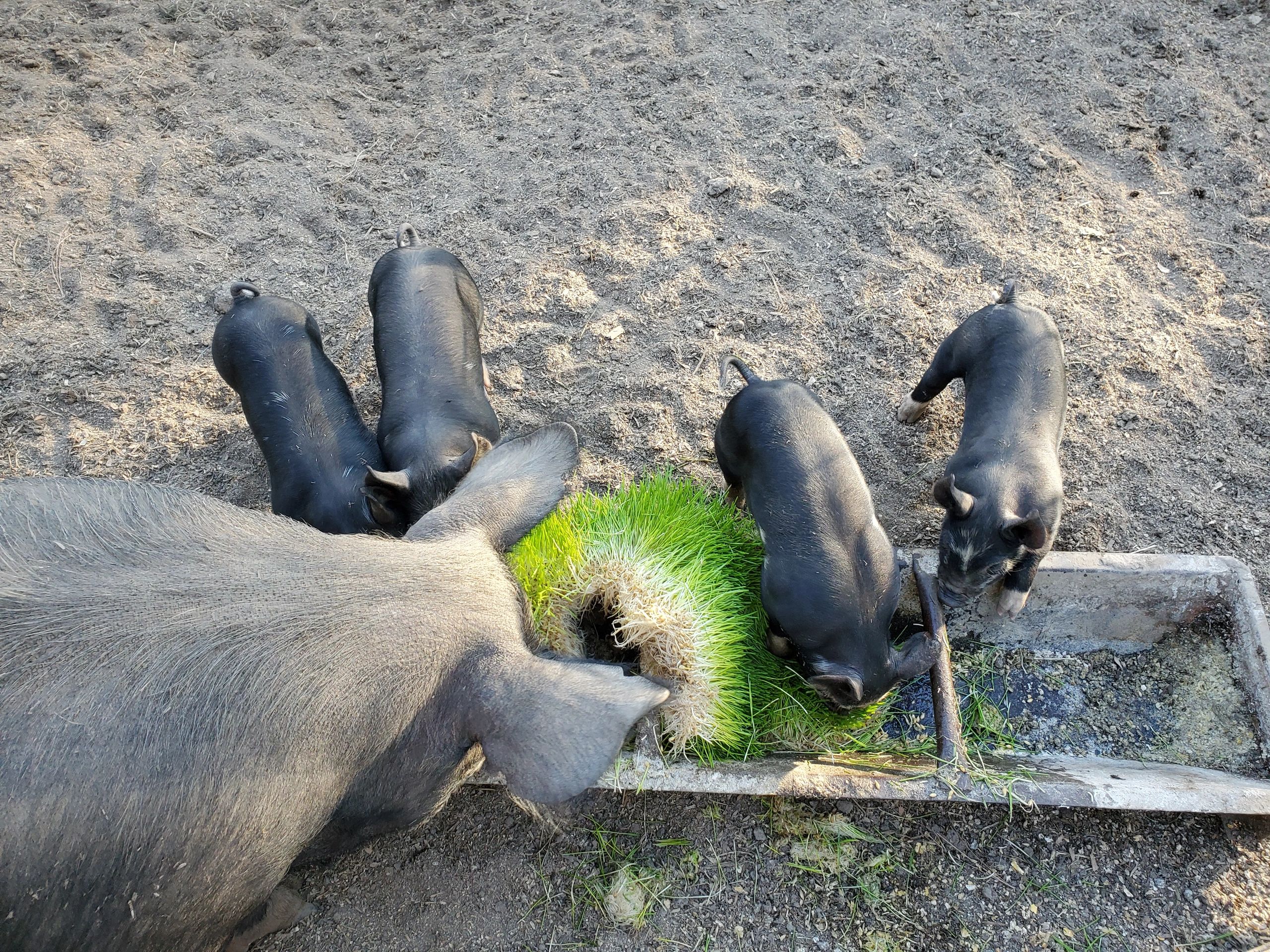 Redneck Donkey Ranch