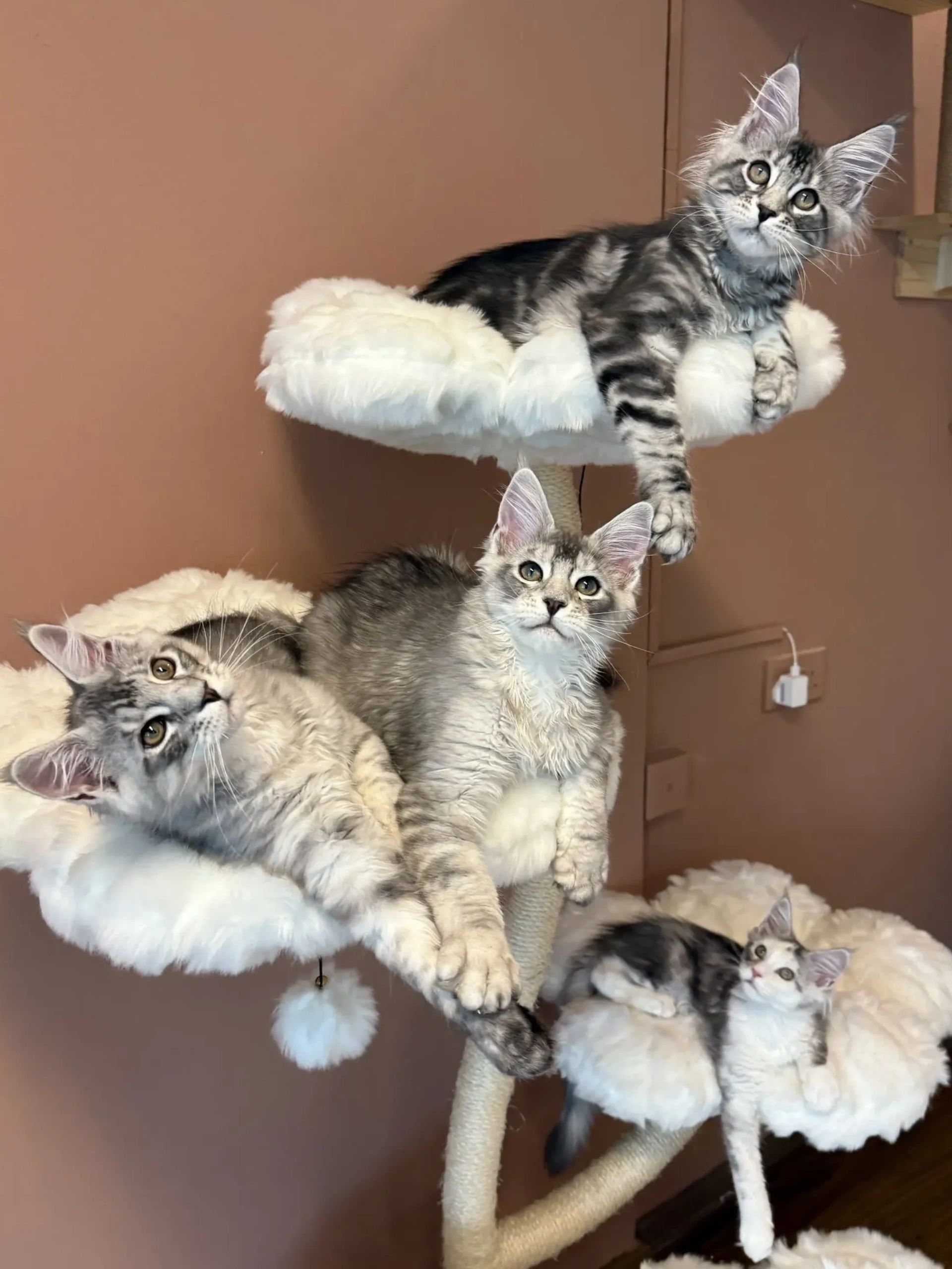 Mainecoon-lifespan