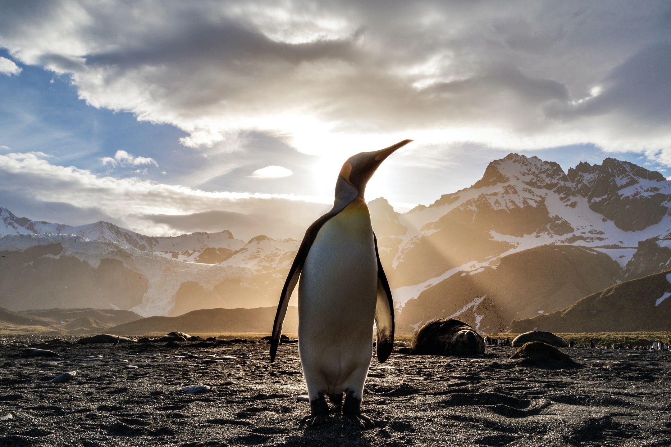 Penguin Pepper Company