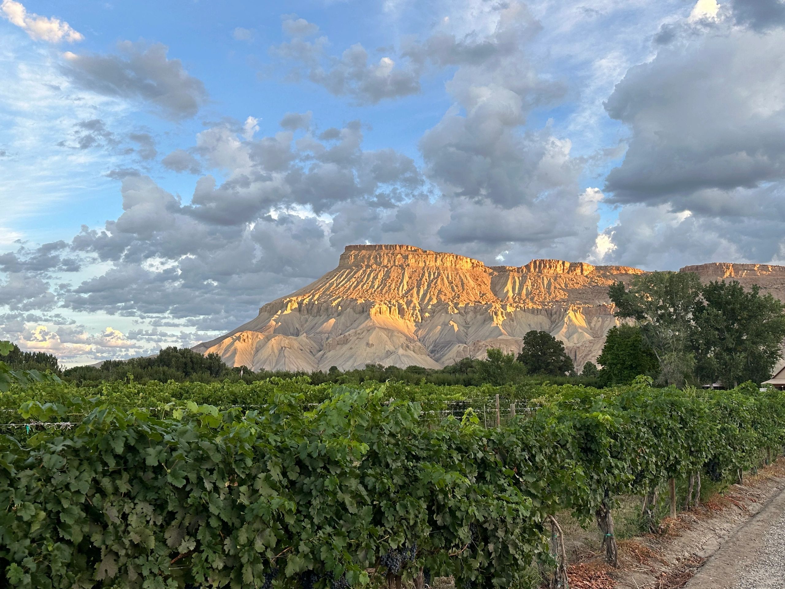 Palisade Food and Wine Festival