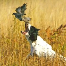 Hellfire Kennels - Field Springers, Sussex Spaniels, Working Spaniels