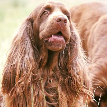 Sussex Spaniels - Hellfire Kennels | Hellfire