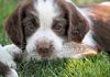 Hellfire Kennels - Field Springers, Sussex Spaniels, Working Spaniels