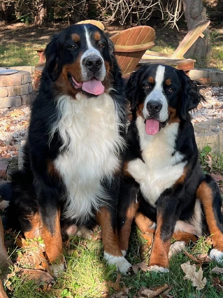 Alpine Berners