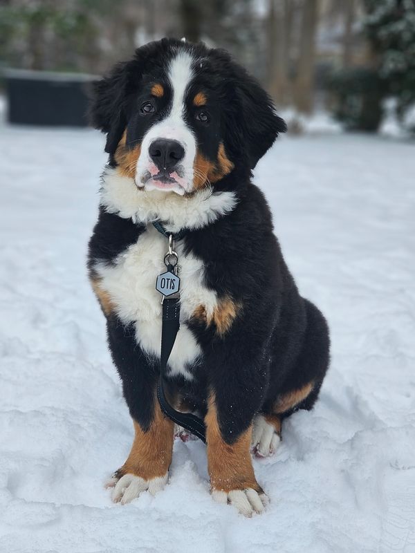 Alpine Berners