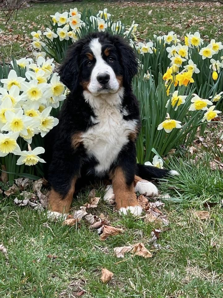 Puppy Purchase Info