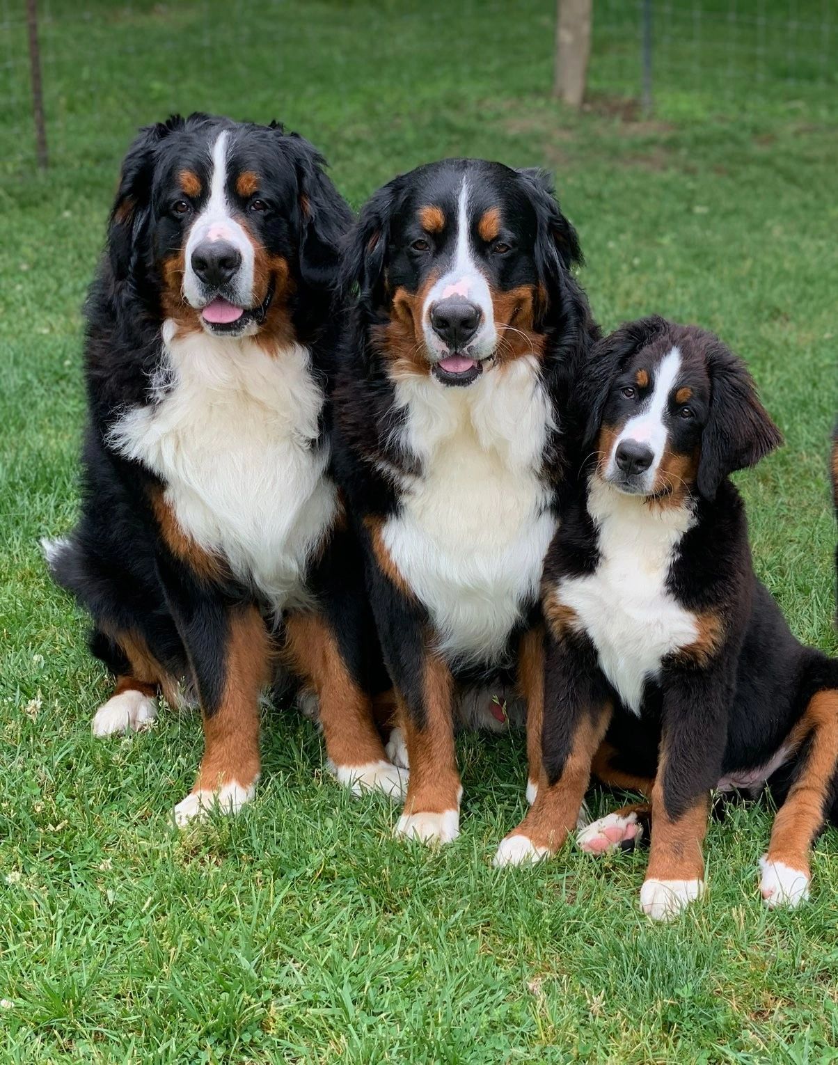 Alpine Berners