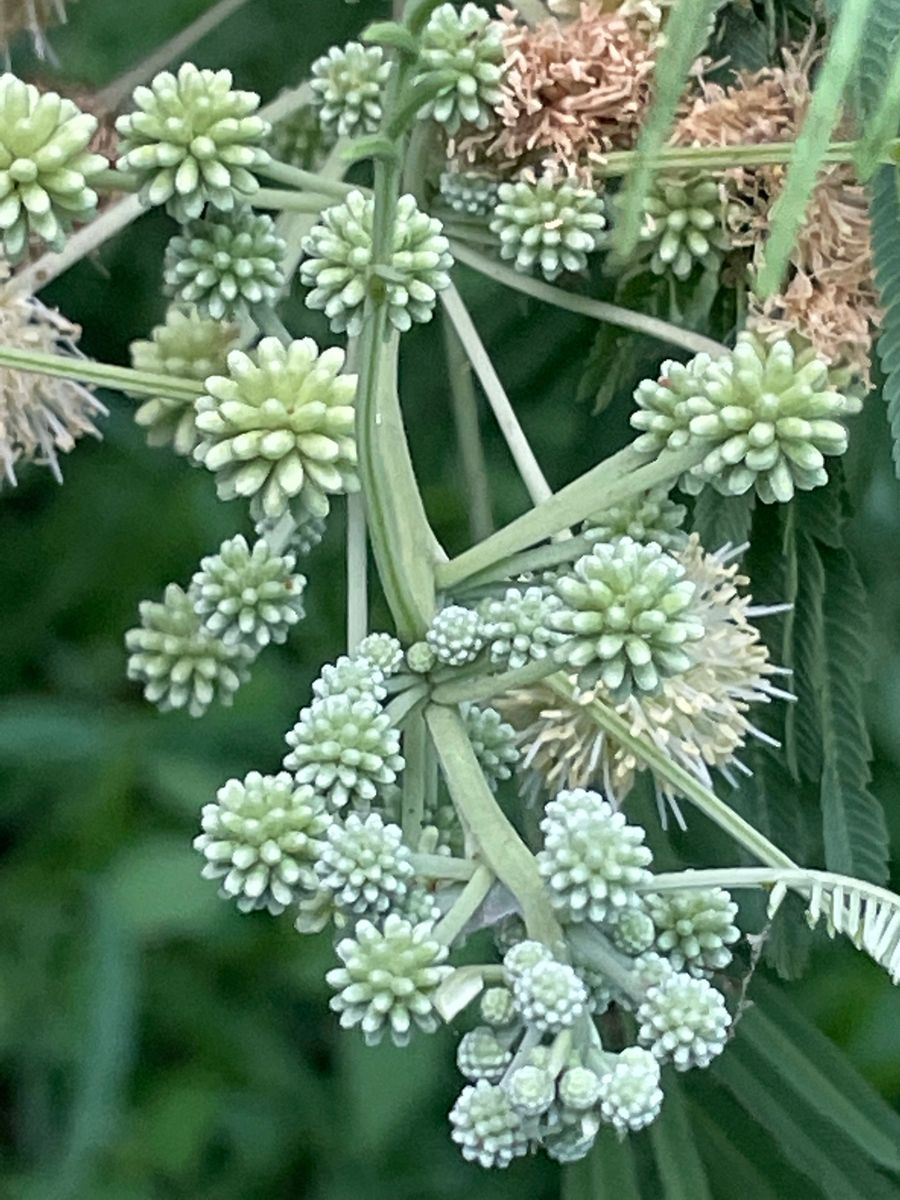 Leucaena pulverulenta, or Mexican Lead Ball Tree, Great Leucaena ...