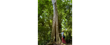 Perth WA Climate Adaptation Planning - Project Treecharge