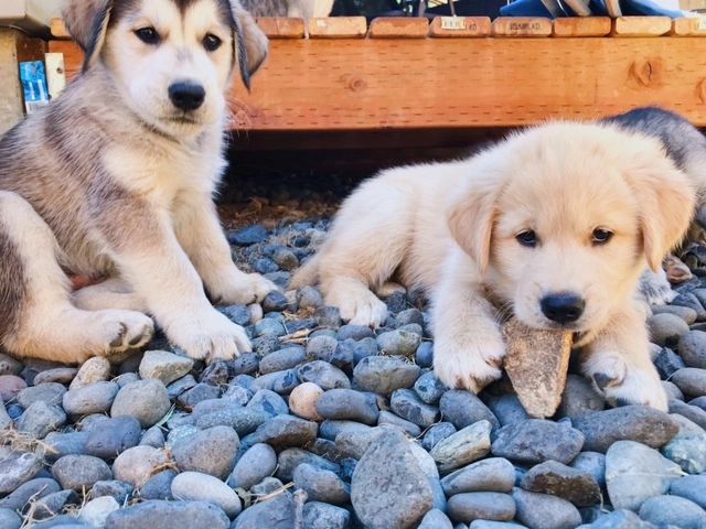 Veterinarian - Alpine Veterinary Hospital