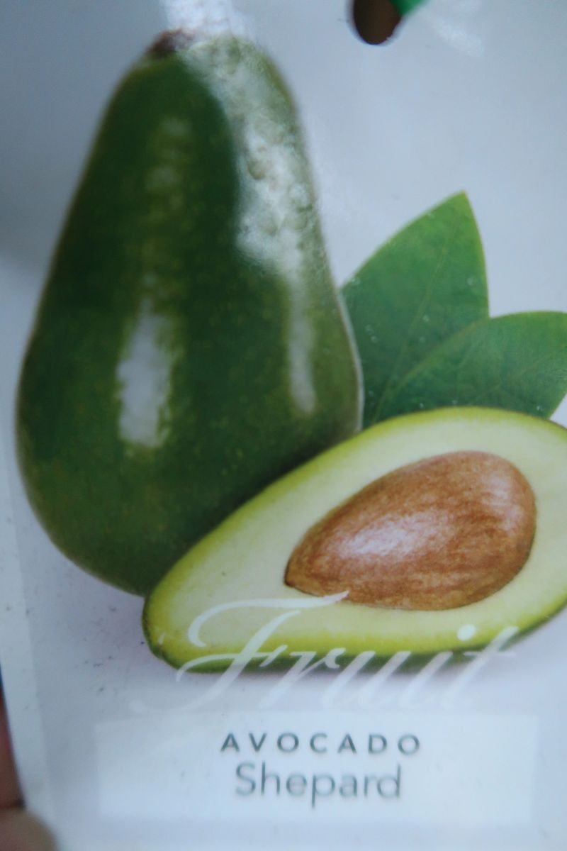Avocado Shepard Grafted 4L Pot