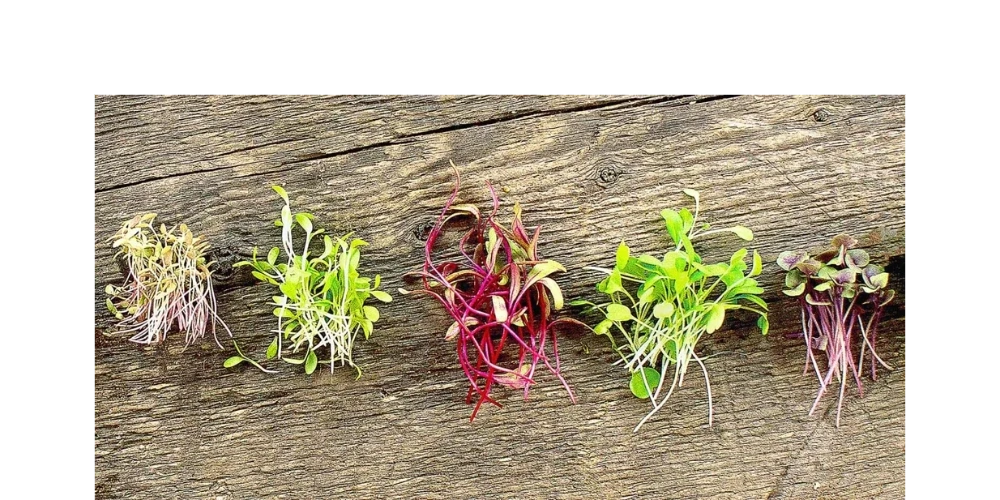 Buy Fresh Microgreens Online | Home Delivery
