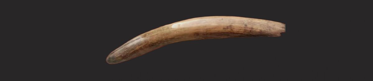 mammoth ivory tusk & scraps